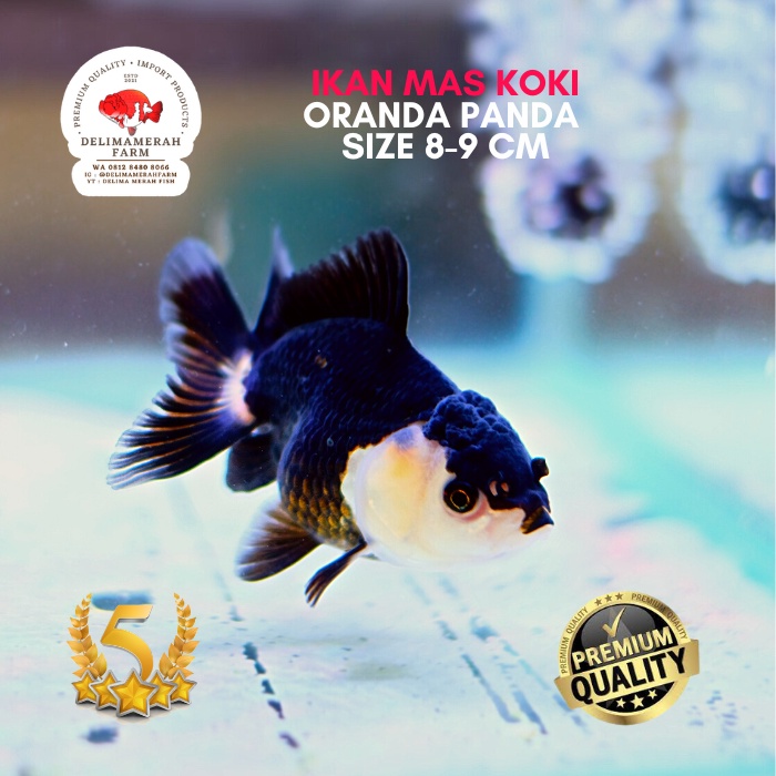 Jual IKAN MAS KOKI ORANDA PANDA SIZE 8-9 CM | Shopee Indonesia