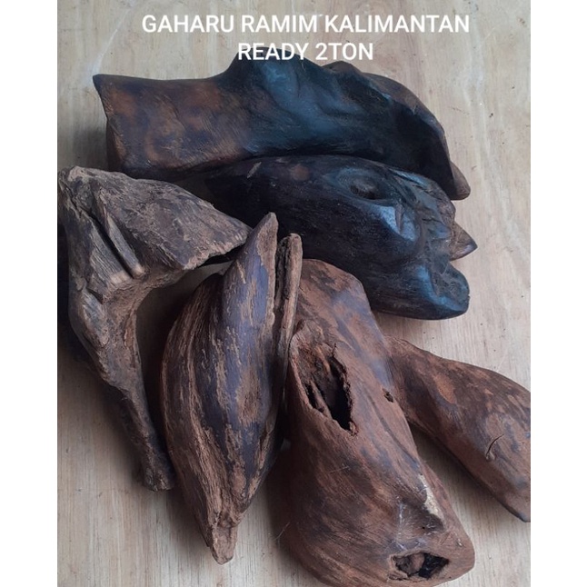 Jual Kayu Gaharu Ramin Kalimantan Super Grade A 250gr-1kg/Agarwood ...