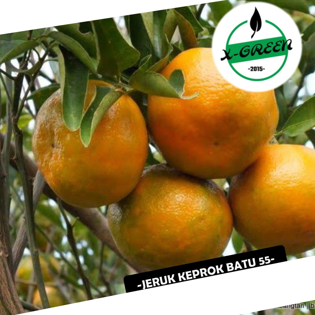 Jual Tanaman Buah Jeruk keprok Batu 55 - (X-Green) | Shopee Indonesia