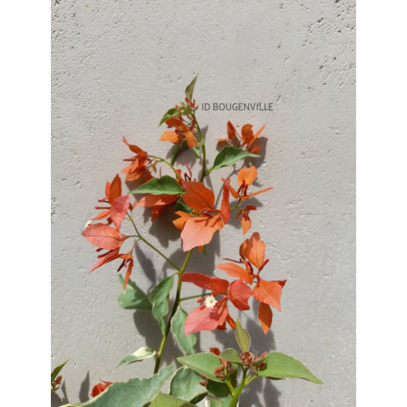 Jual Bougenville Butterfly Orange | Shopee Indonesia