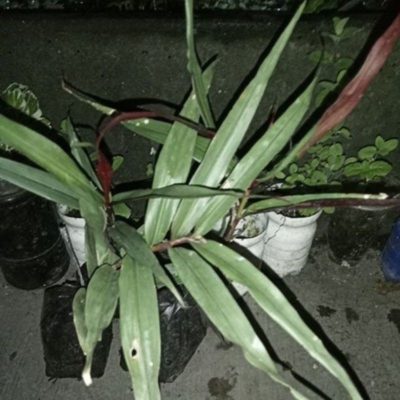 Jual Bibit Jahe Wulung Alpinia luteocarpa or red bamboo ginger | Shopee ...