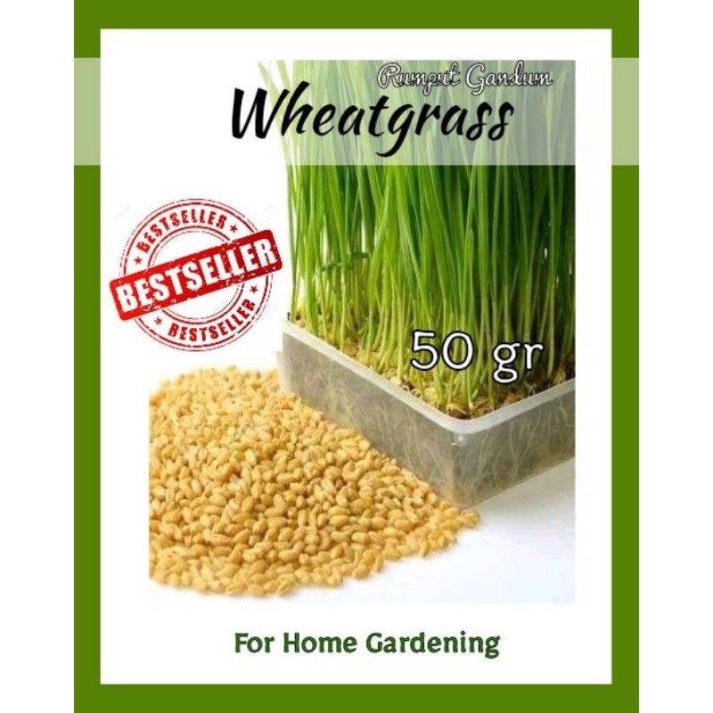 Jual BIBIT WHEATGRASS RUMPUT GANDUM CAT GRASS WHEAT BENIH SEED WHEAT ...