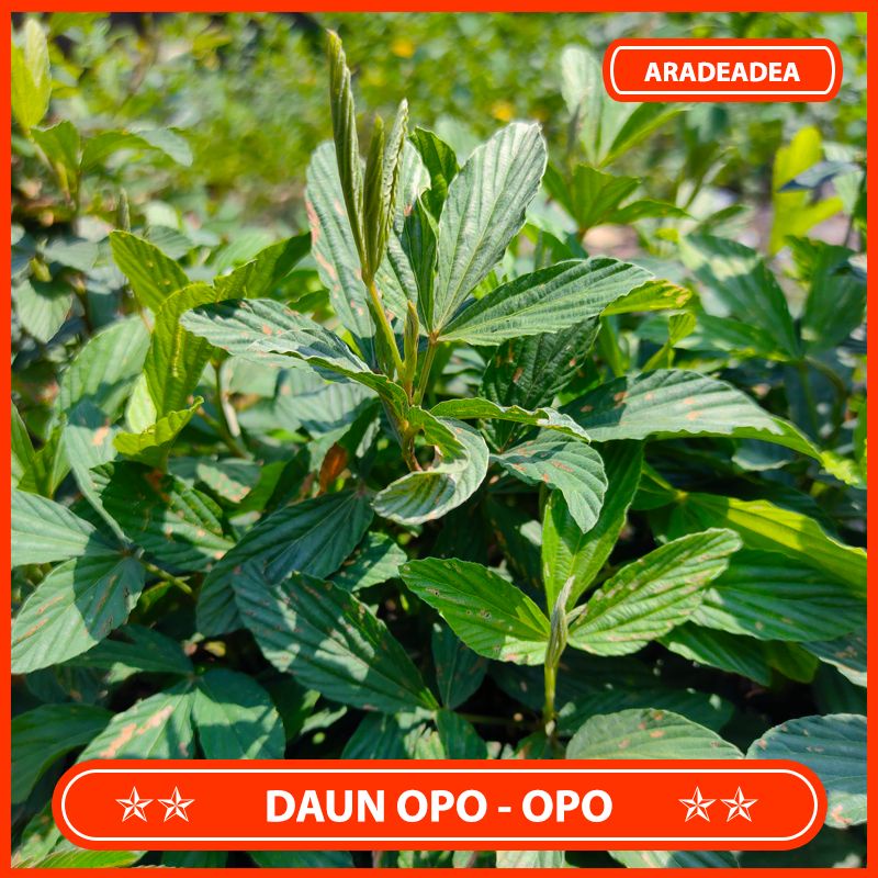 Jual Daun Opo opo Fres Baru Petik, Daun Untuk Adat, Daun Untuk Acara ...