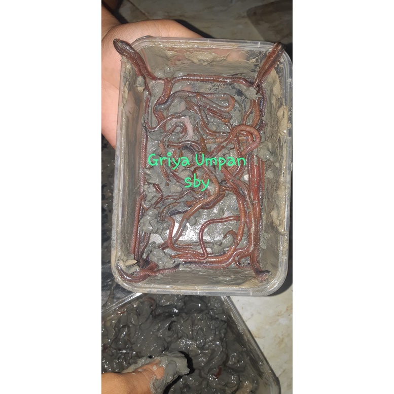 Jual CACING LAUT CACING LUR LAUT CACING NAGA UMPAN MEDIA LAUT | Shopee ...