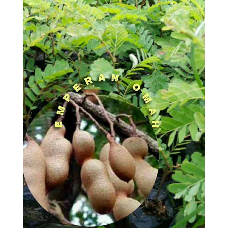 Jual Bibit Tanaman Buah Asem Bahan Bonsai Murah | Shopee Indonesia