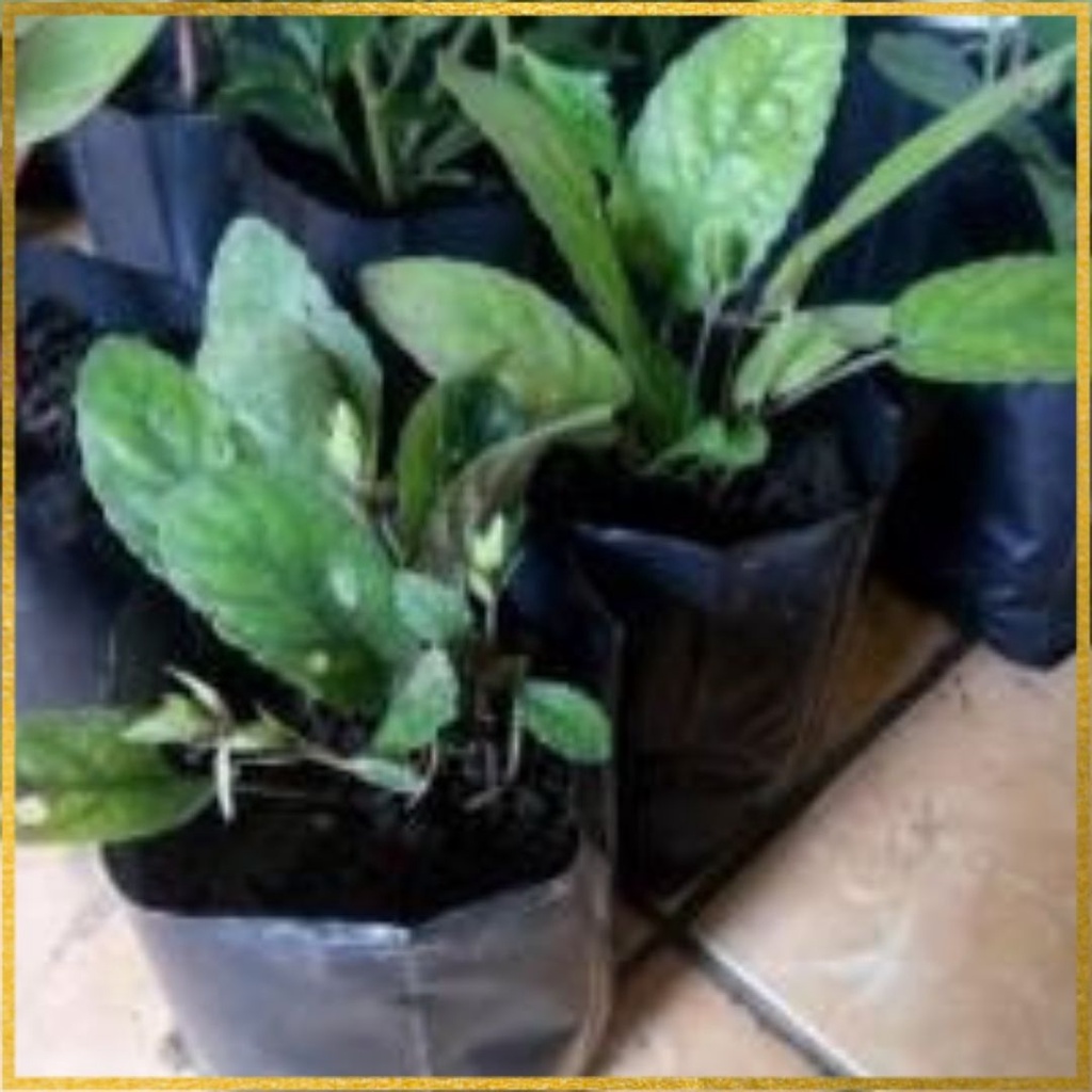 Jual Gempur batu tanaman herbal 100 gram | Shopee Indonesia