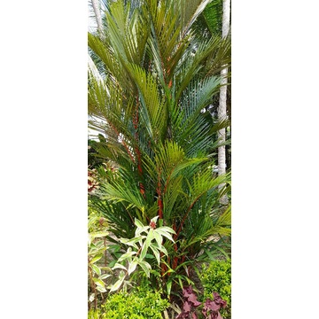 Jual Palem Merah Pinang Merah Tinggi 2 -3 Meter Tunas Bibit Purworejo ...