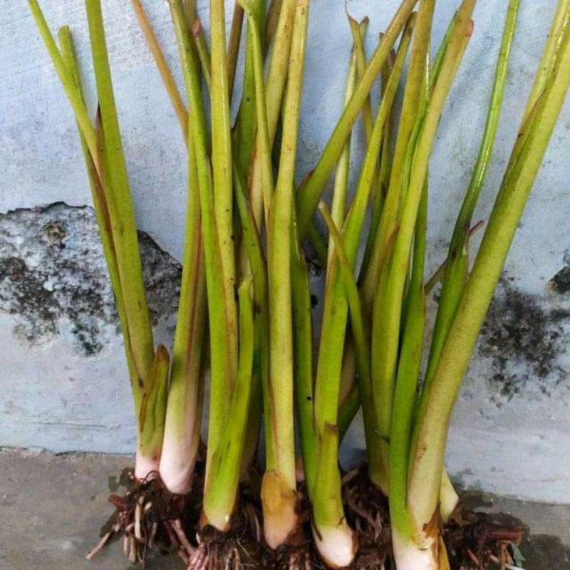 Jual bibit talas Neneng/ bibit kimpul | Shopee Indonesia