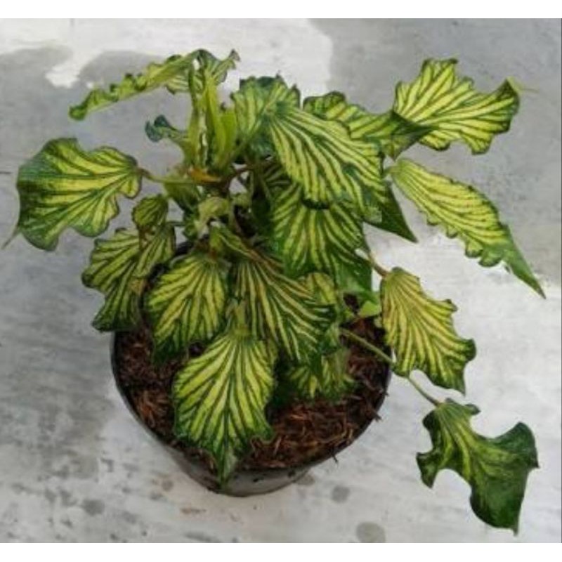 Jual BAHAN BONSAI WARU WAYANG Langka (RIEL PIC TAB 2) | Shopee Indonesia