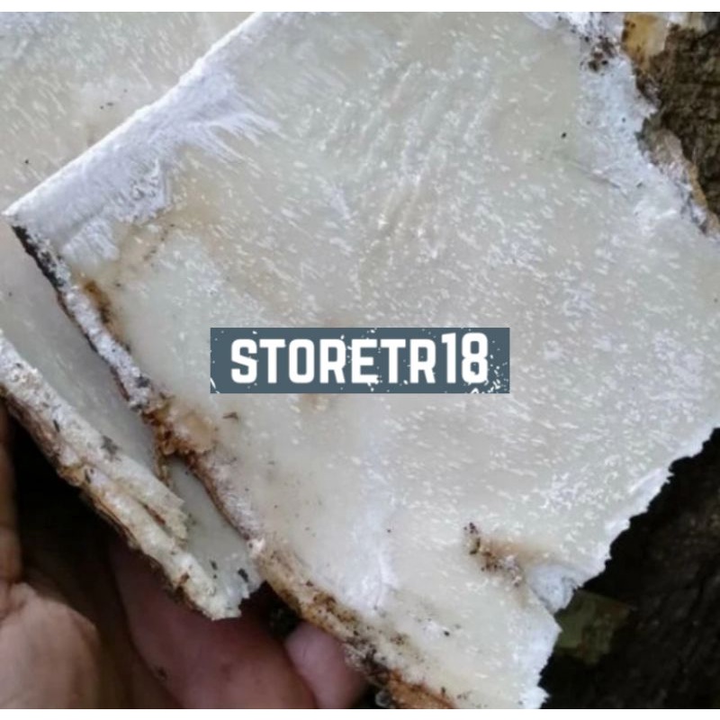 Jual Jual kulit pohon pule atau pohon lame segar 1 kg fresh | Shopee ...