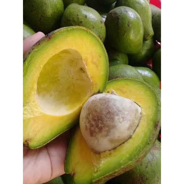 Jual Buah alpukat mentega/avocado jawa tengah | Shopee Indonesia