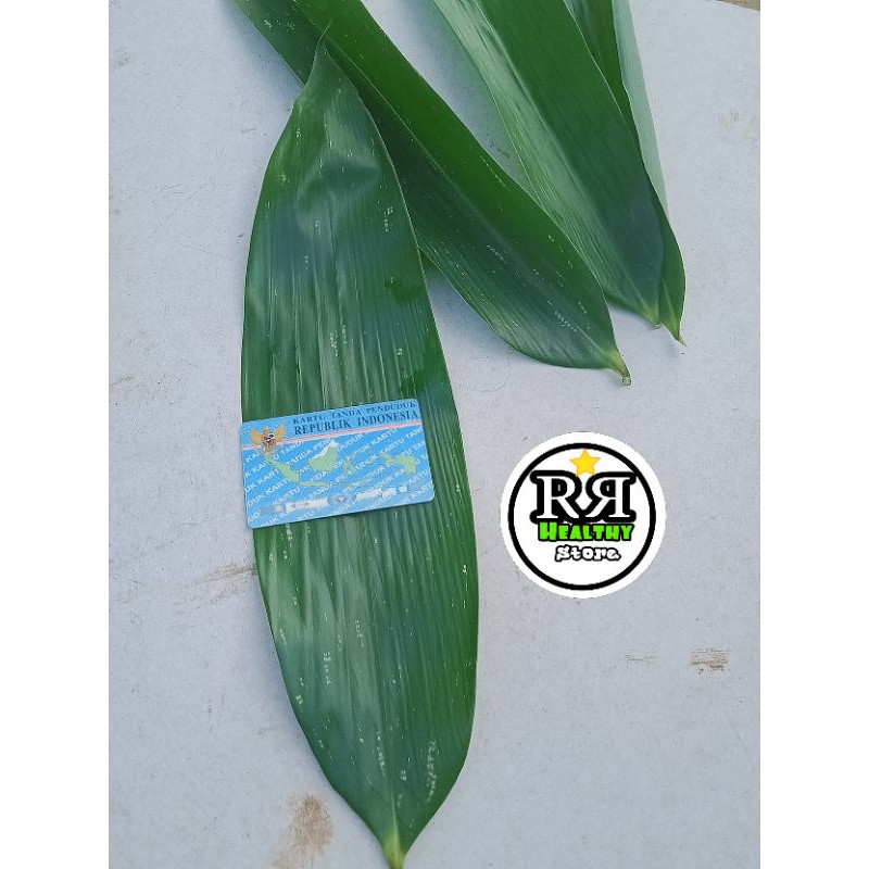 Jual Daun bambu segar daun bakcang besar bacang | Shopee Indonesia