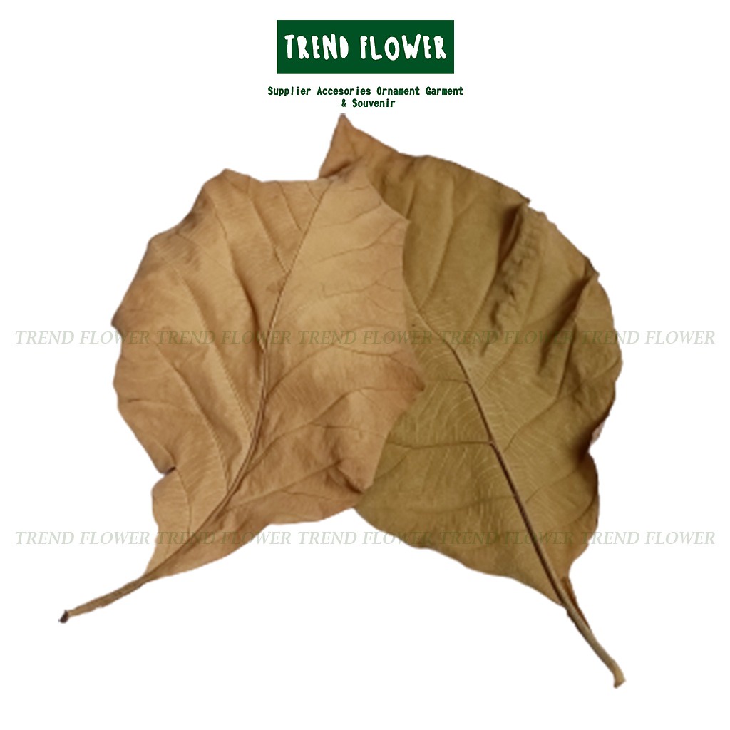 Jual Daun Jati Kering Dekorasi daun palem daun kering bunga kering ...