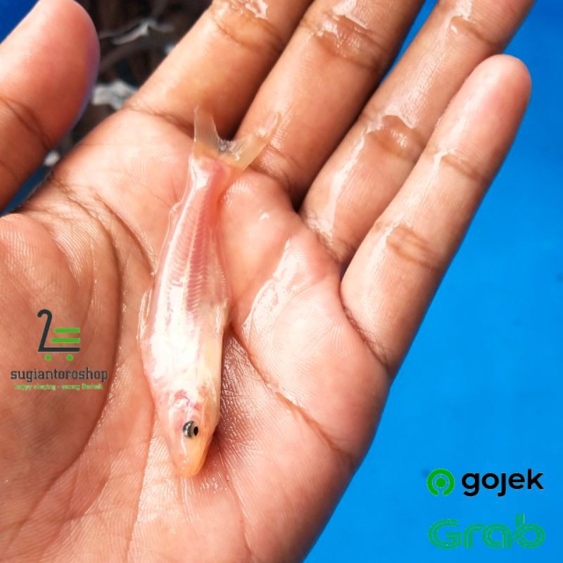 Jual Bibit ikan patin albino | Shopee Indonesia
