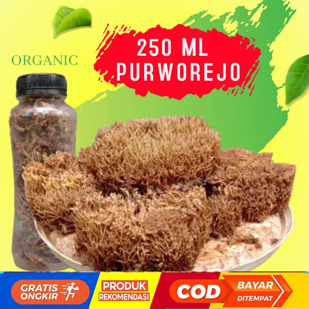 Jual biang jakaba | Shopee Indonesia