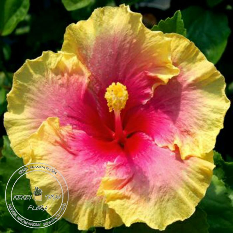 Jual Tanaman Hias Pohon Kembang Bunga Sepatu Hibiscus Bunga Compassion ...