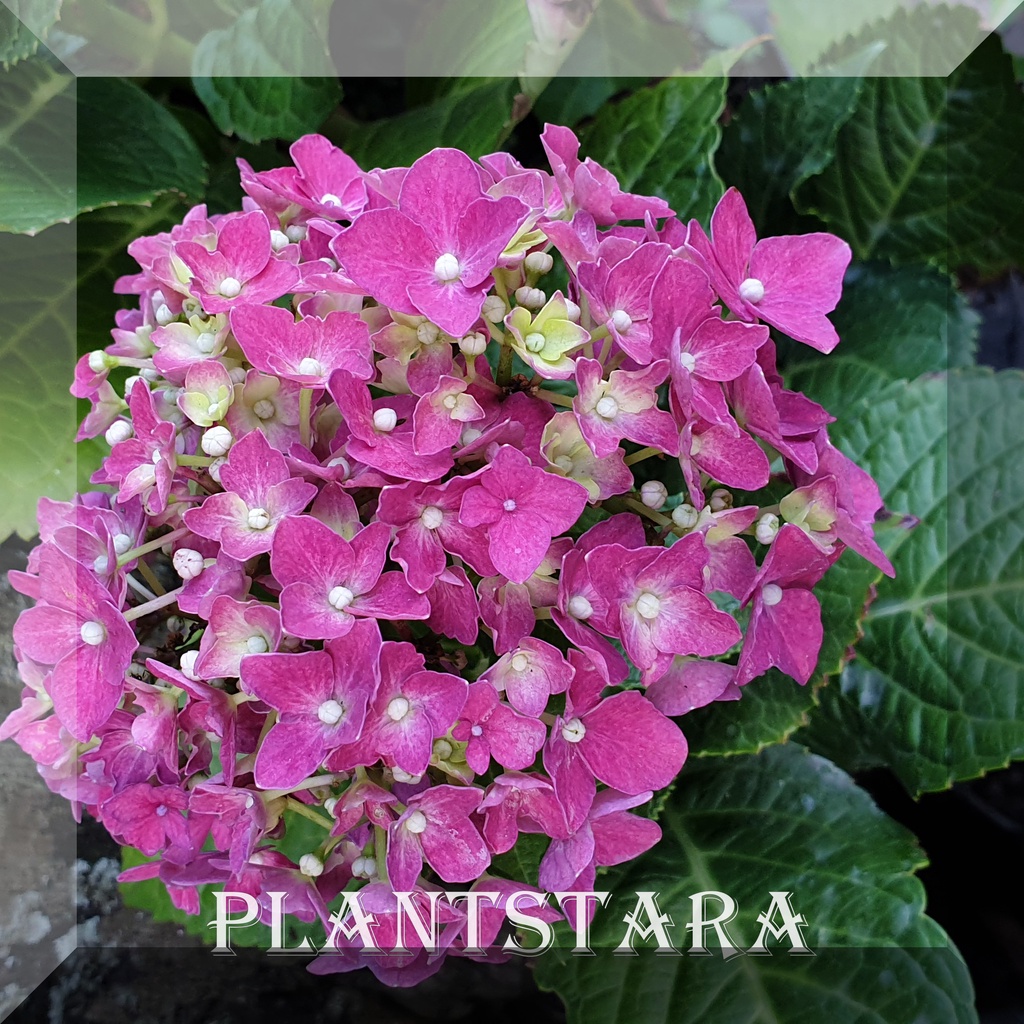 Jual bibit tanaman hortensia pink - pancawarna - hydrangea - bunga ...