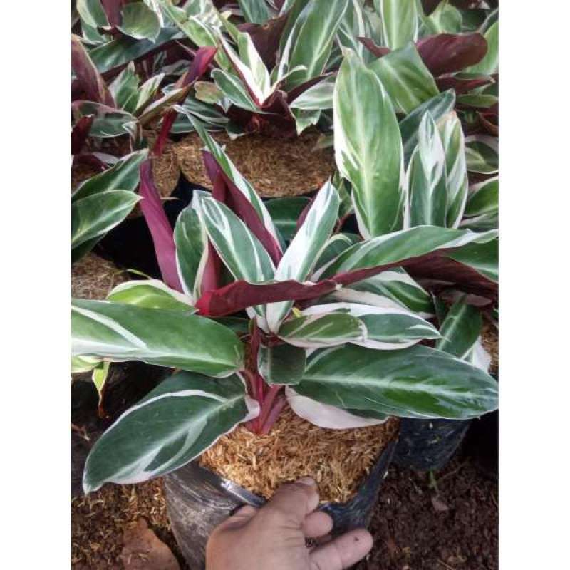 Jual Tanaman Calathea Multi Color / Meranti bali / Stromanthe Sanguinea ...