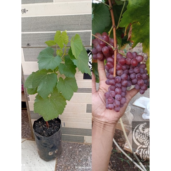 Jual bibit anggur import Jupiter | Shopee Indonesia