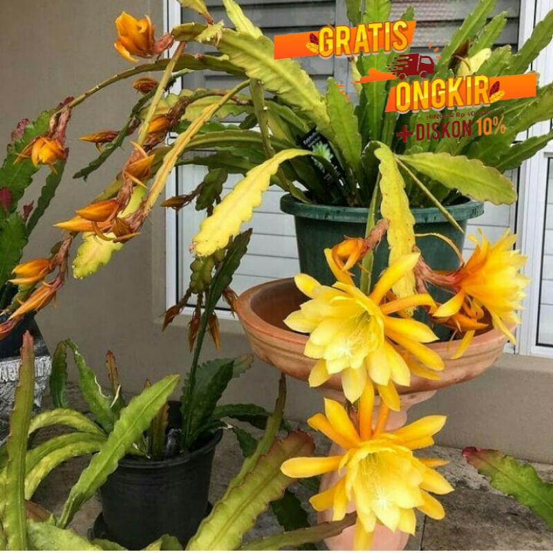 Jual Tanaman wijaya kusuma bunga kuning - Epiphyllum oxypetalum /BUNGA ...