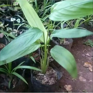 Jual Tanaman Garut Terlengkap & Harga Terbaru Juni 2024 | Shopee Indonesia