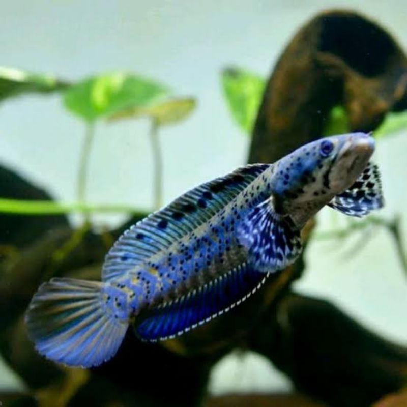 Jual ikan chana blue pulcra 8 9 10 cm gondrong | Shopee Indonesia