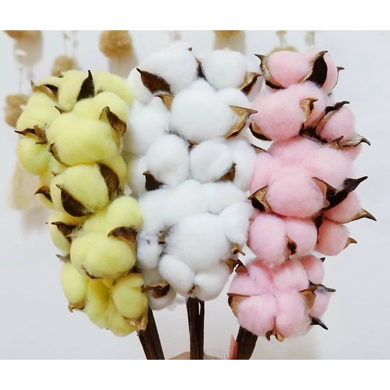 Jual bunga Kapas kering Cotton kering Buket Dekorasi Rustic bunytail ...