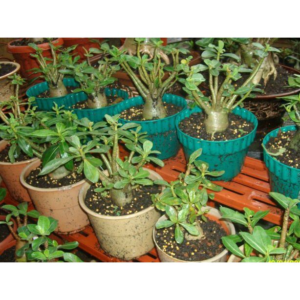 Jual Tanaman Hias Adenium RCN (Ra Chi Nee) SIZE B | Shopee Indonesia