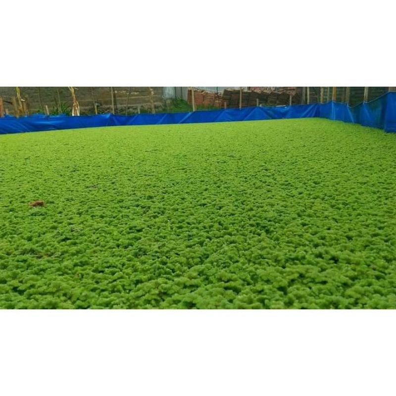 Jual rumput azolla / benih rumput azolla / bibit azolla microphyla ...