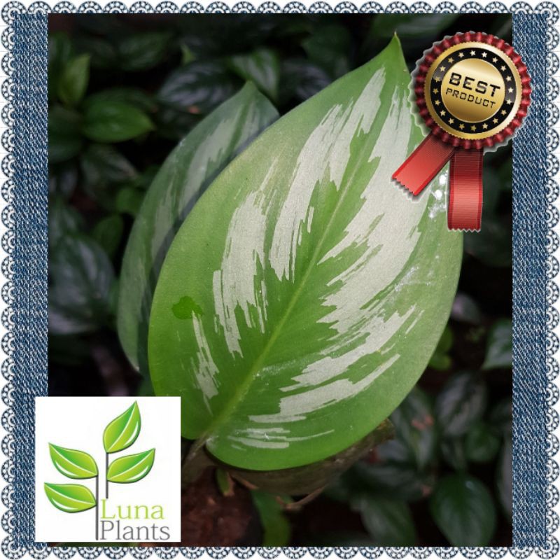 Jual Tanaman hias scindapsus Officinalis / scindapsus Officinalis ...