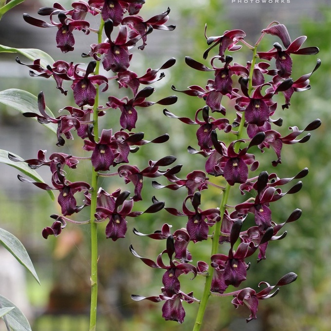 Jual Bibit Anggrek Dendrobium KeritingAnggrek Dendrobium Keriting ...