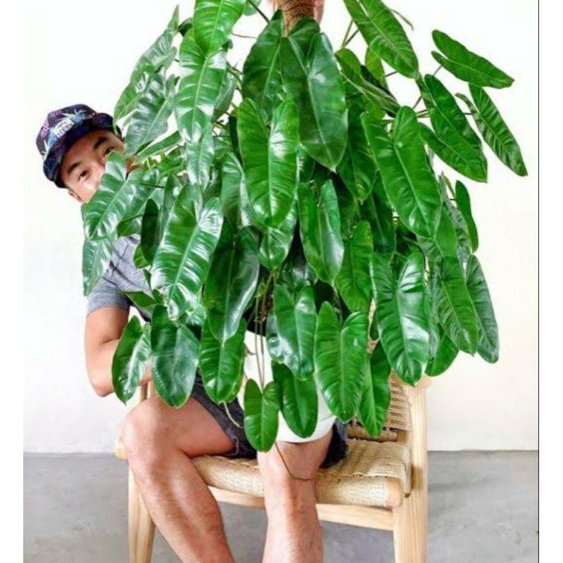 Jual Philodendron Burlemark / Philo Brekele / Burle Mark | Shopee Indonesia