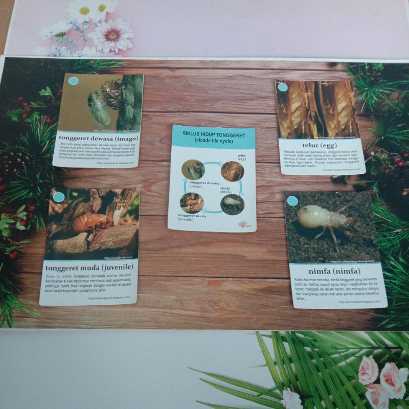 Jual Kartu Siklus Hidup life cycle card Hewan Tonggeret | Shopee Indonesia
