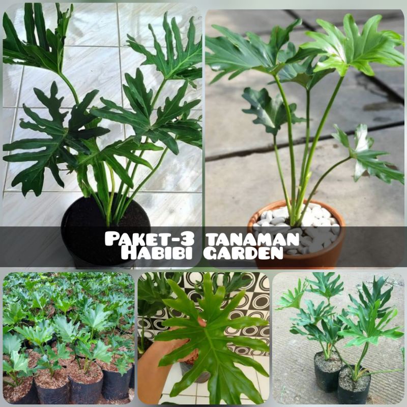 Jual tanaman hias paket hemat isi 3 tanaman hias philo monstera/pohon ...
