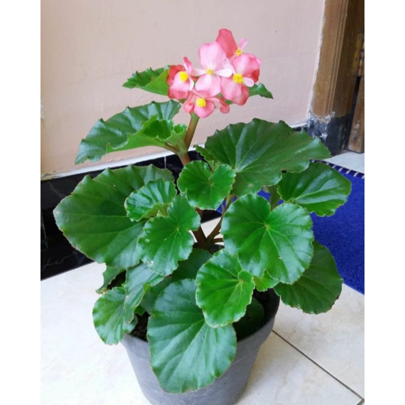 Jual {BISA COD} tanaman hias begonia hijau bunga pink tanaman begonia ...