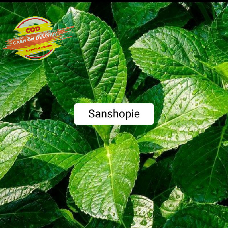 Jual Keji beling atau daun kibeling segar 500 gram | Shopee Indonesia Jual Keji beling atau daun kibeling segar 500 gram | Shopee Indonesia