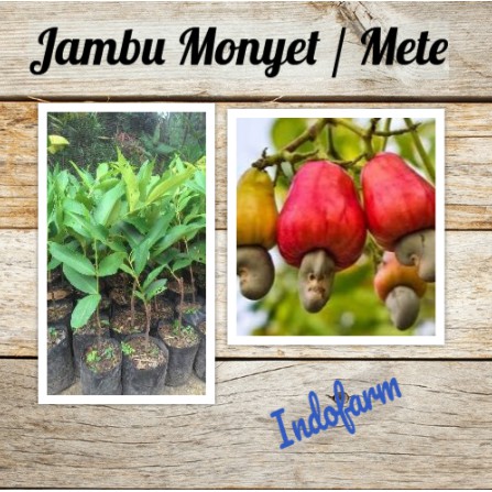 Jual Tanaman Bibit Buah Jambu Monyet / Mete | Shopee Indonesia