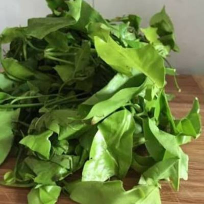 Jual Daun Melinjo | Daun so | naga_exspress | Shopee Indonesia