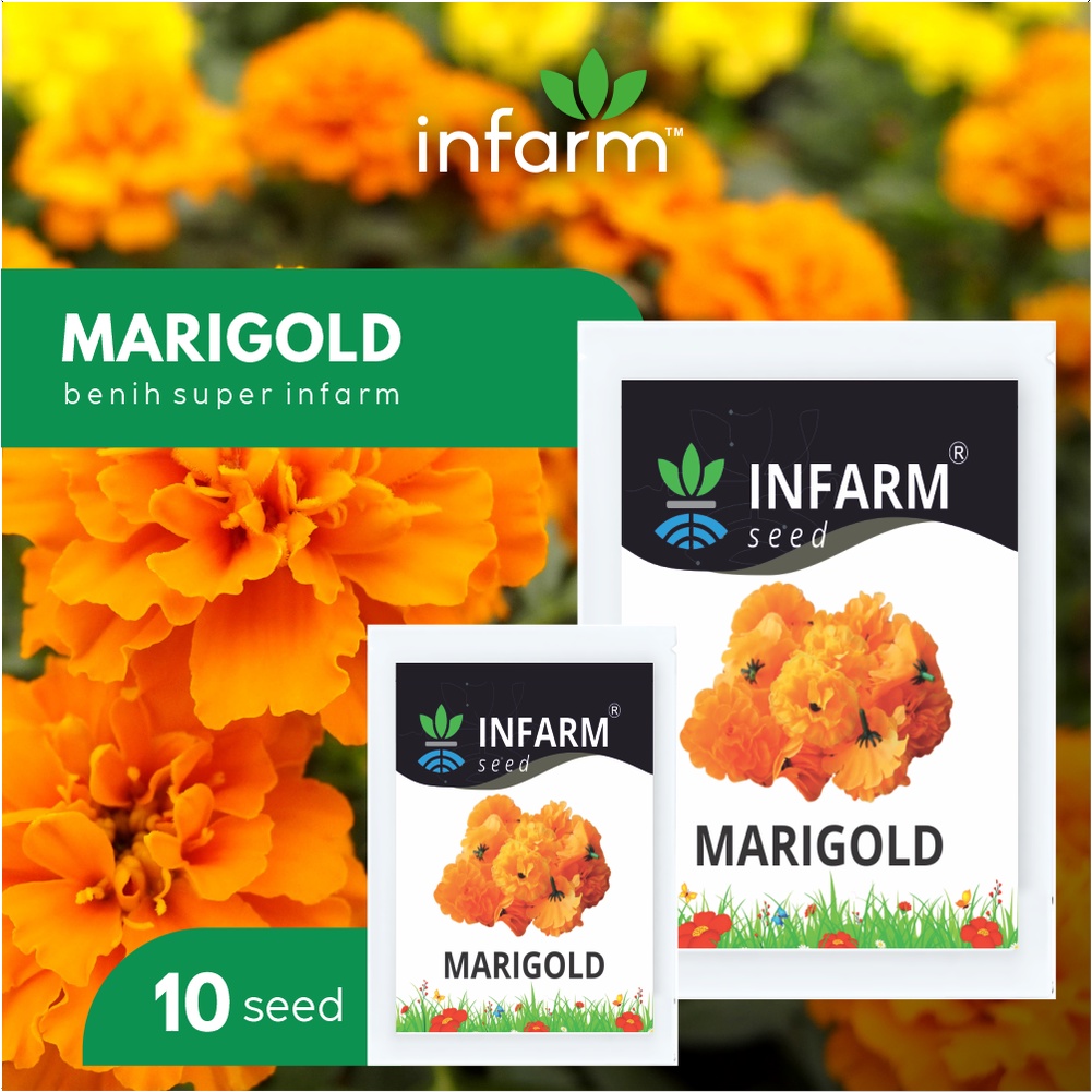 Jual INFARM - Benih Bibit Biji Super Bunga Marigold | Shopee Indonesia