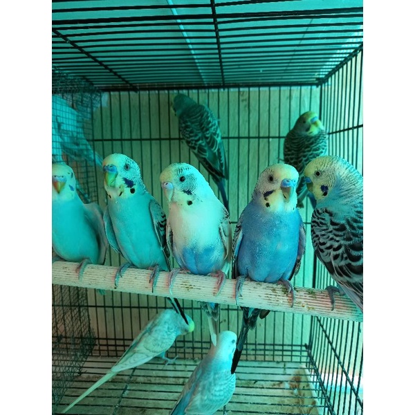 Jual Burung Parkit Warna Corak Kuning | Shopee Indonesia