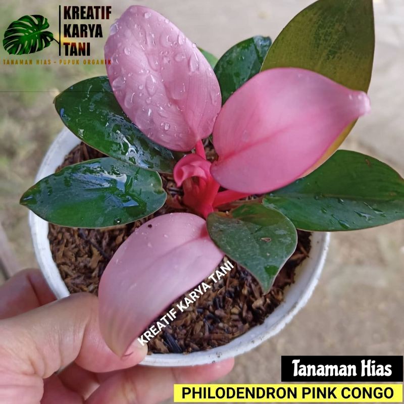 Jual Tanaman hias philodendron pink congo - Philodendron pink congo ...