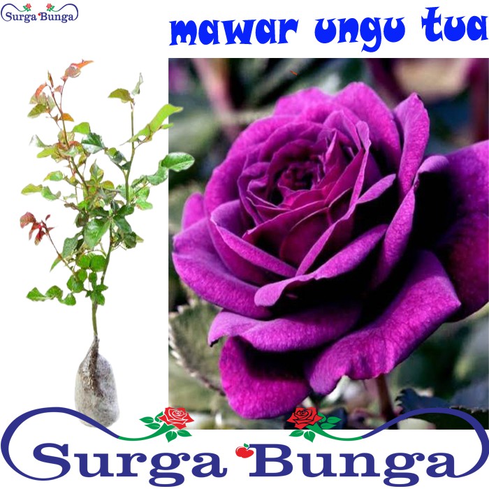 Jual mawar ungu (rosa multiflora)tanaman hias bunga mawar siap berbunga ...