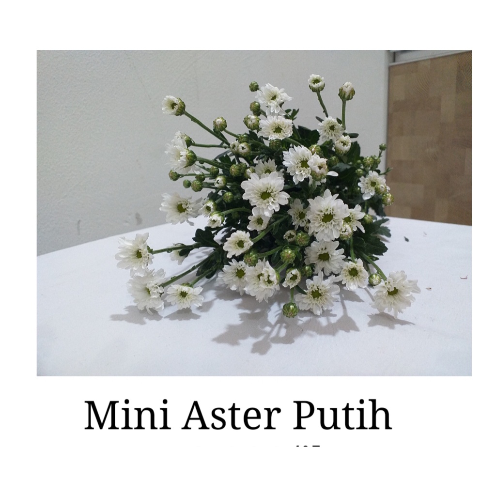 Jual Bunga Mini Aster ( Asli ) | Shopee Indonesia