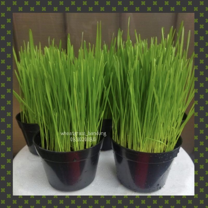 Jual RUMPUT KUCING SIAP PANEN Khusus BANDUNG ( Wheatgrass/ Rumput ...