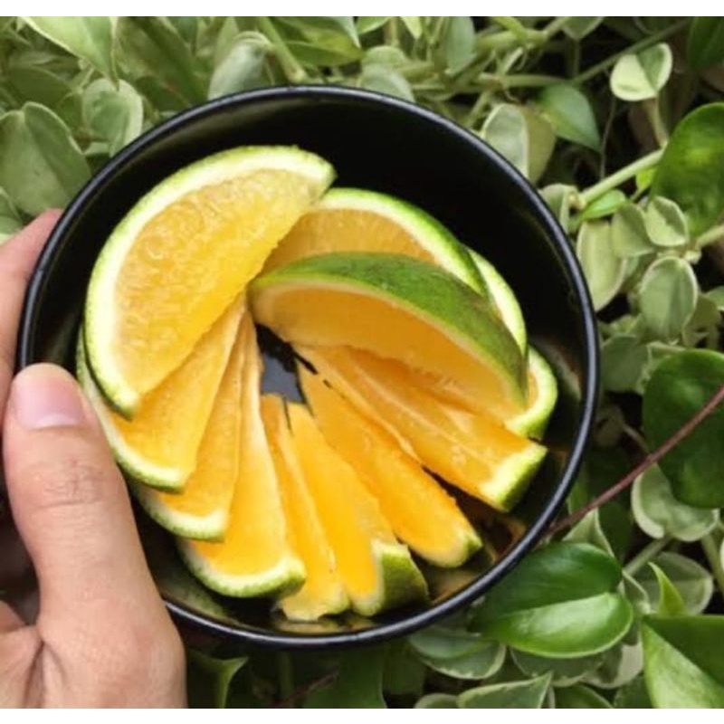 Jual Jeruk baby java. | Shopee Indonesia