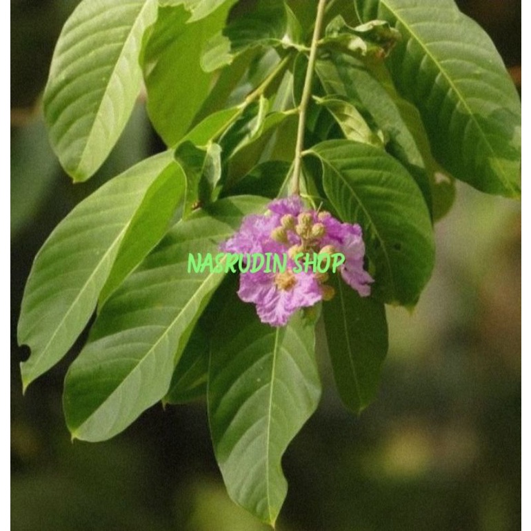 Jual DAUN BUNGUR SEGAR / DAUN UNGU LANGSUNG PETIK / LAGERSTROEMIA ...