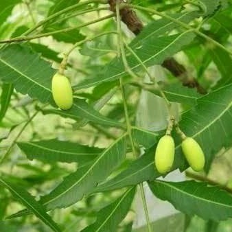 Jual Bibit pohon mimba-herbal mimba | Shopee Indonesia