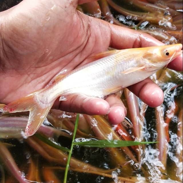 Jual Bibit ikan patin albino 15 cm up | Shopee Indonesia
