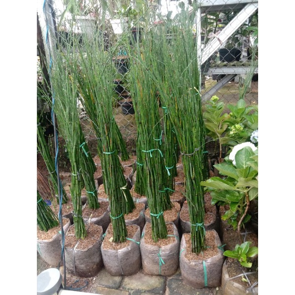 Jual tanaman bambu air rimbun murah | Shopee Indonesia