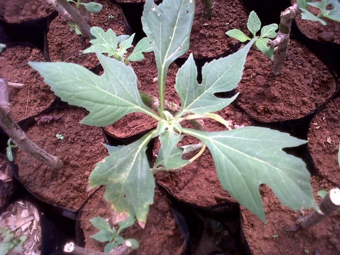 Jual bibit tanaman insulin / daun paitan/kipait | Shopee Indonesia